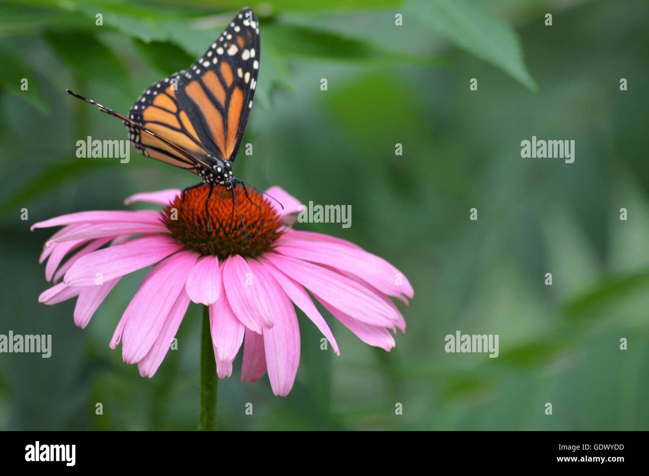 Monarch butterfly on a coneflower Stock Photo - Alamy