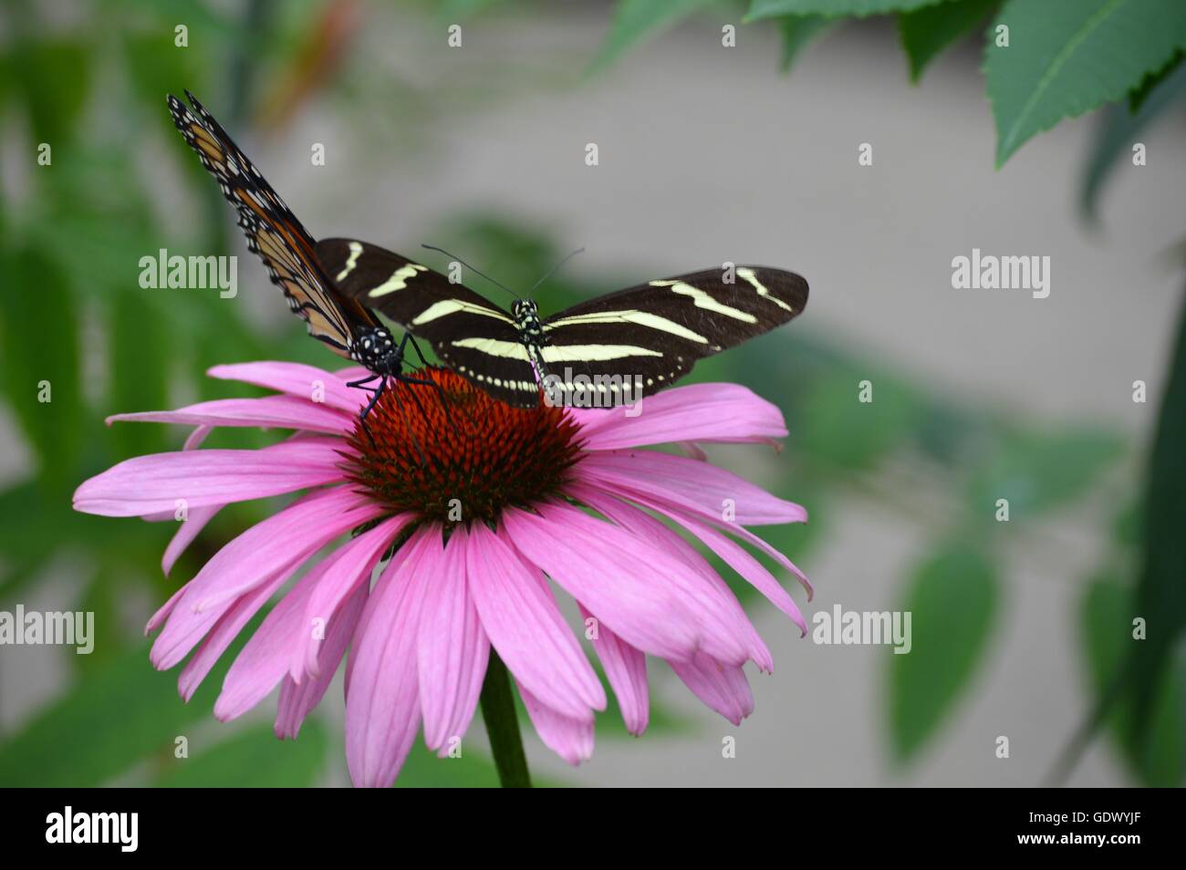 Monarch butterfly on a coneflower Stock Photo - Alamy
