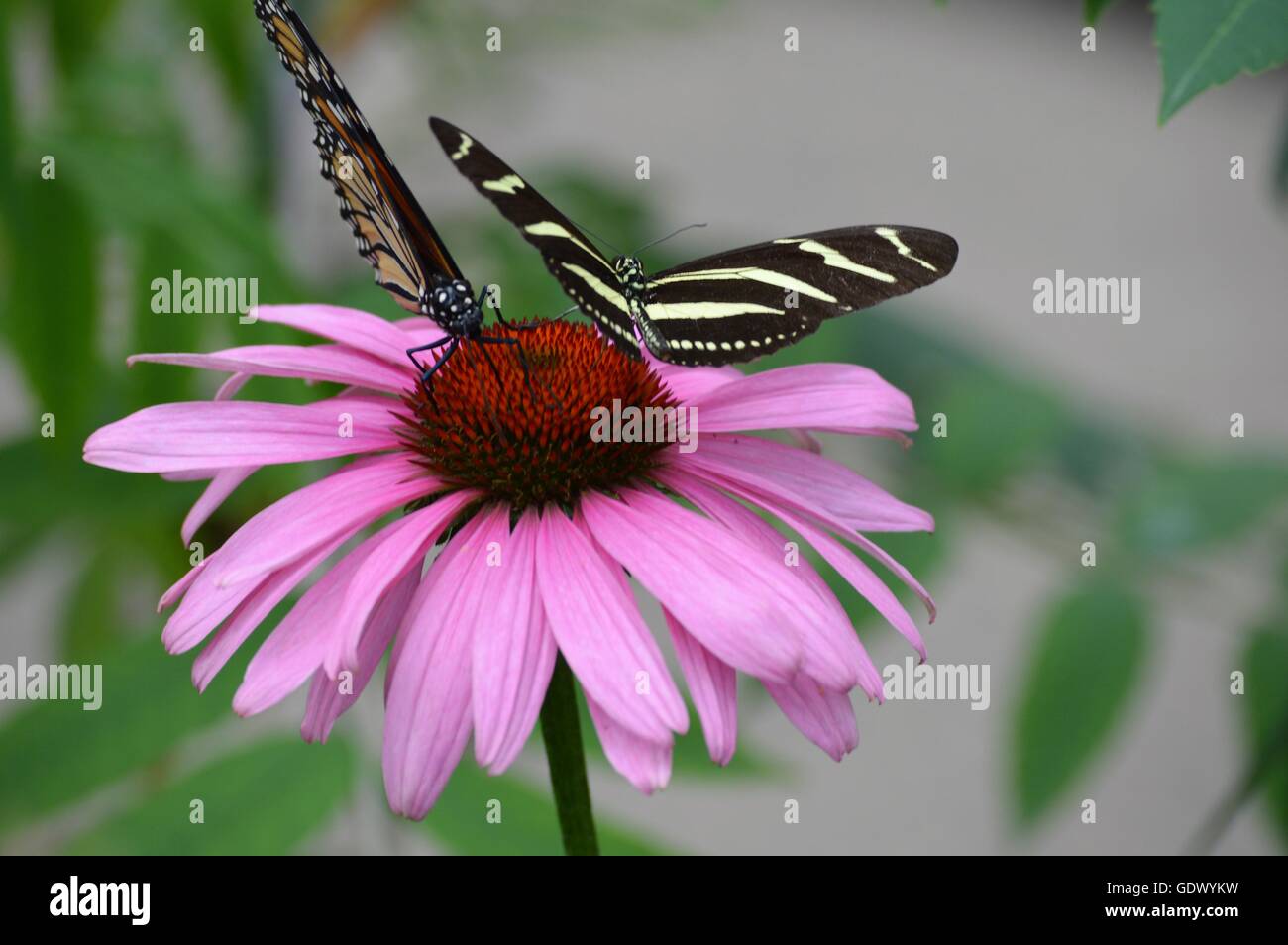 Monarch butterfly on a coneflower Stock Photo - Alamy