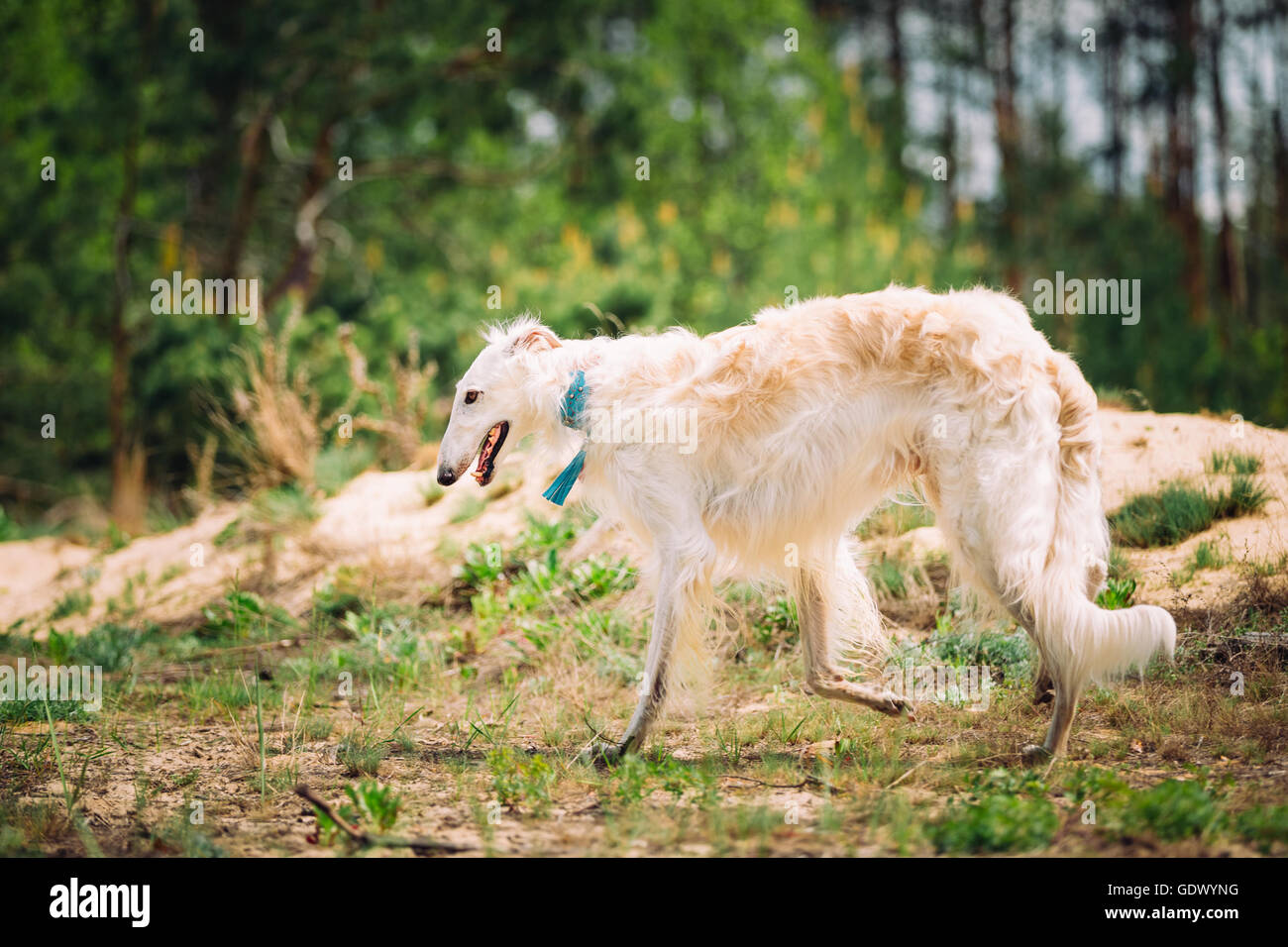White Russian Wolfhound Dog, Borzoi, Hunting dog, Sighthound in Spring ...