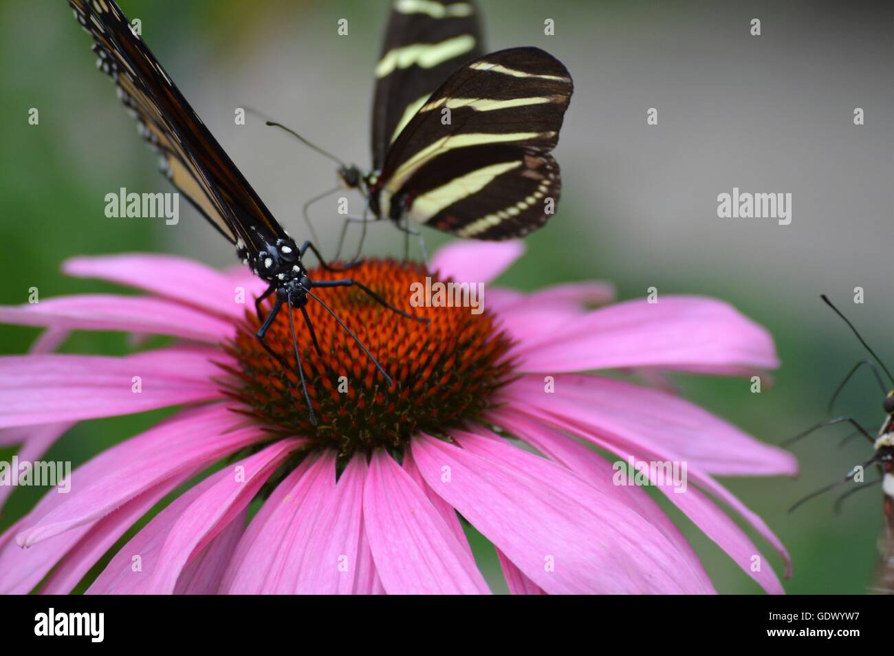 Monarch butterfly on a coneflower Stock Photo - Alamy