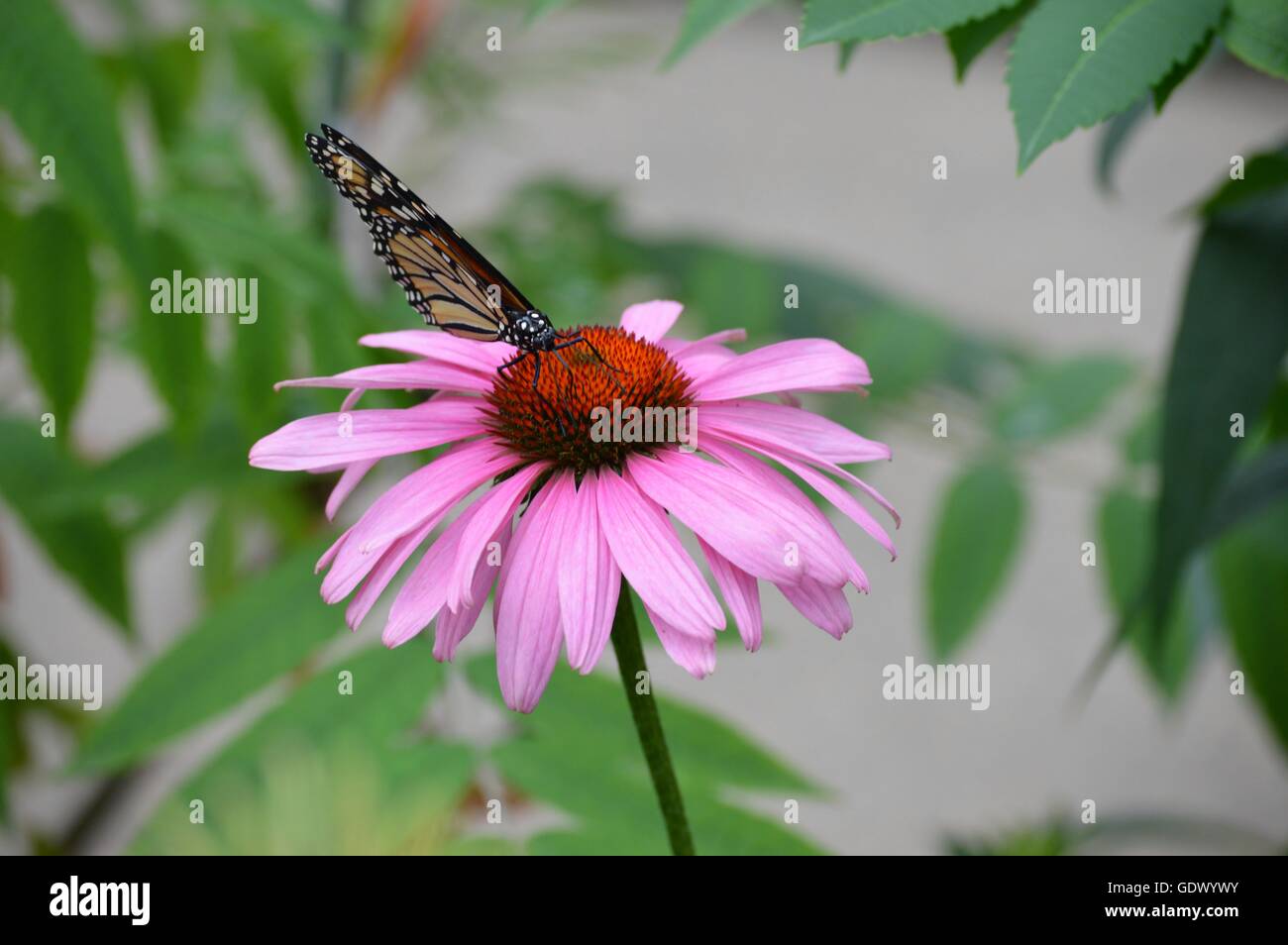 Monarch butterfly on a coneflower Stock Photo - Alamy