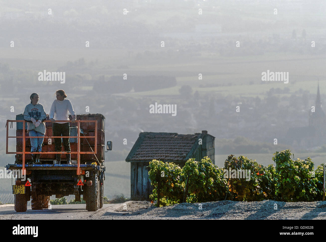 harvest in Champagne, France Stock Photo - Alamy