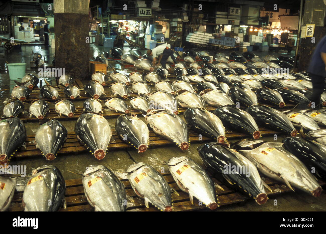 Tuna Fish at the Tsukiji Fishmarket in the City of Tokyo in Japan in ...