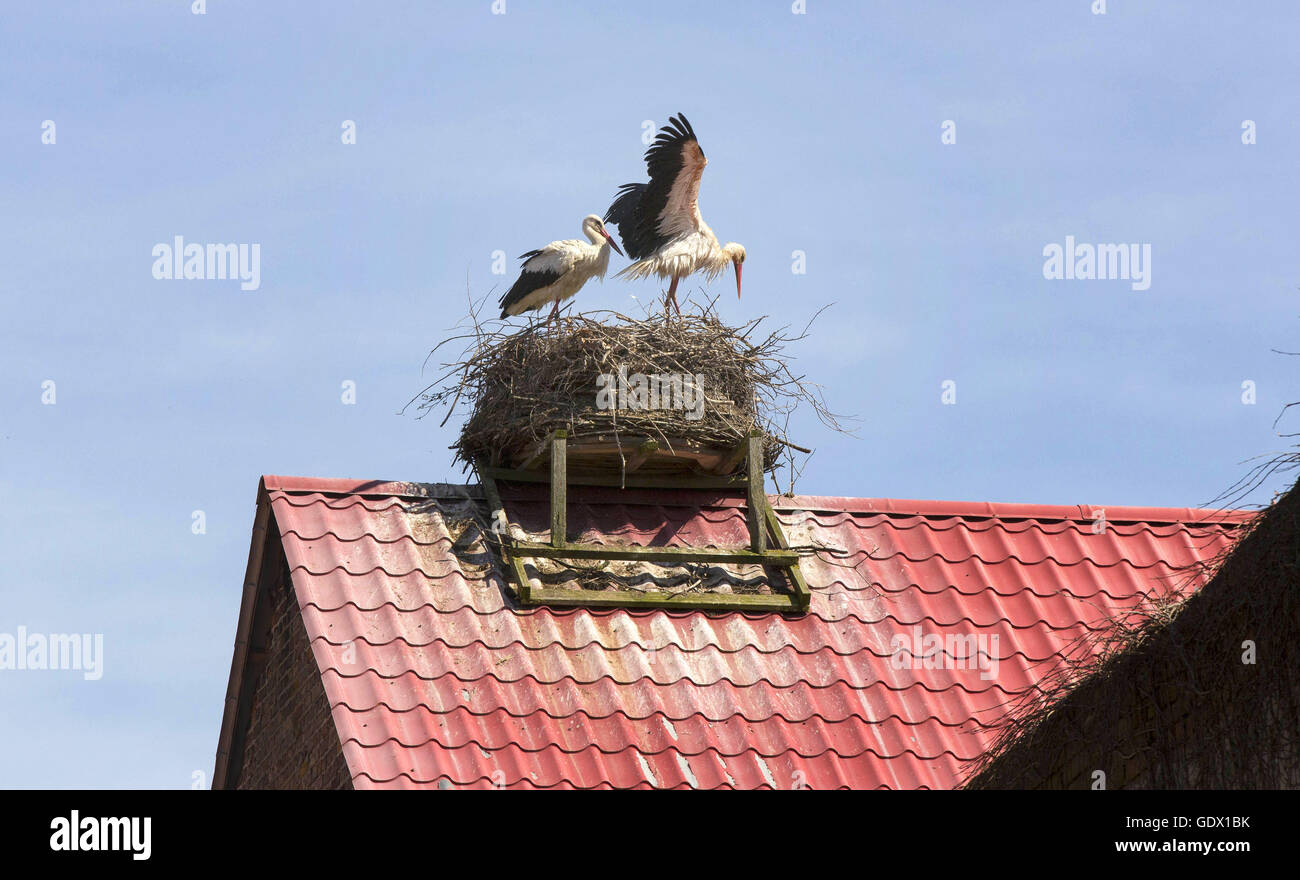 European stork village hi-res stock photography and images - Alamy