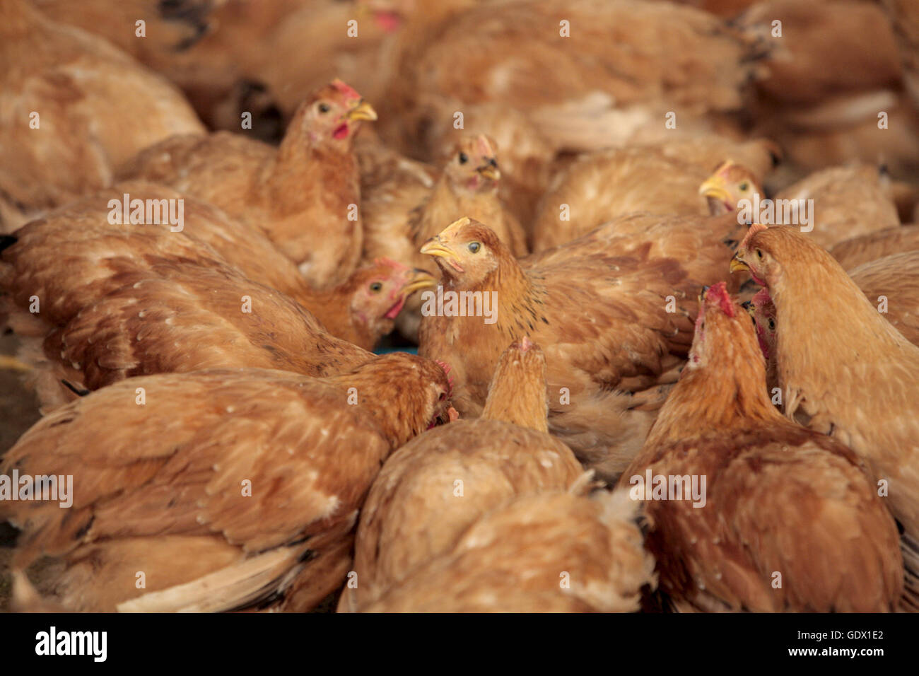 Chicken sit at a wholesale market hi-res stock photography and images ...