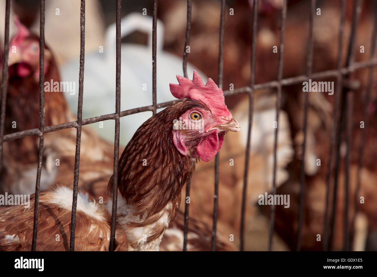 Chicken sit at a wholesale market hi-res stock photography and images ...