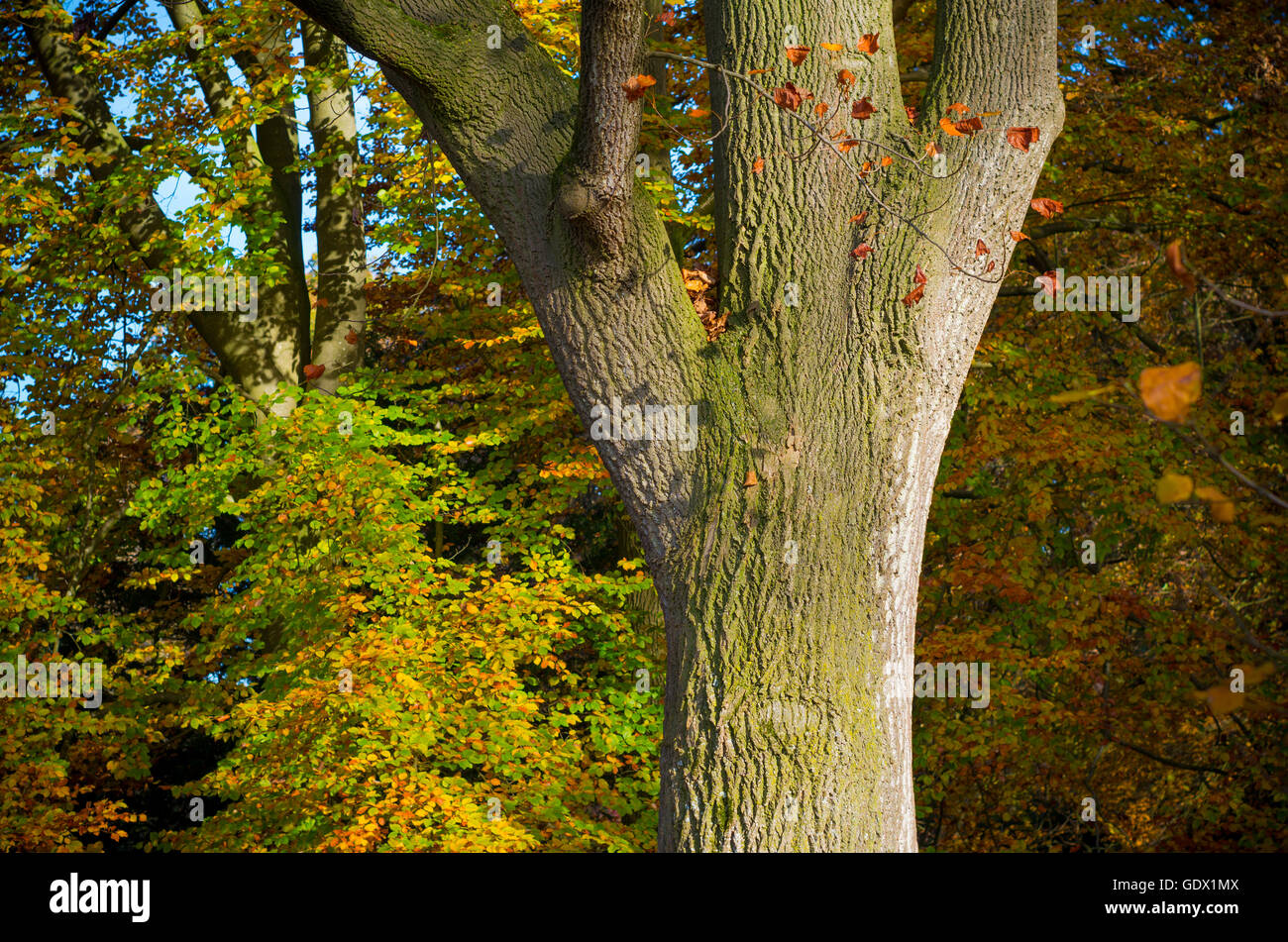 Oak Tree Trunk High Resolution Stock Photography and Images - Alamy
