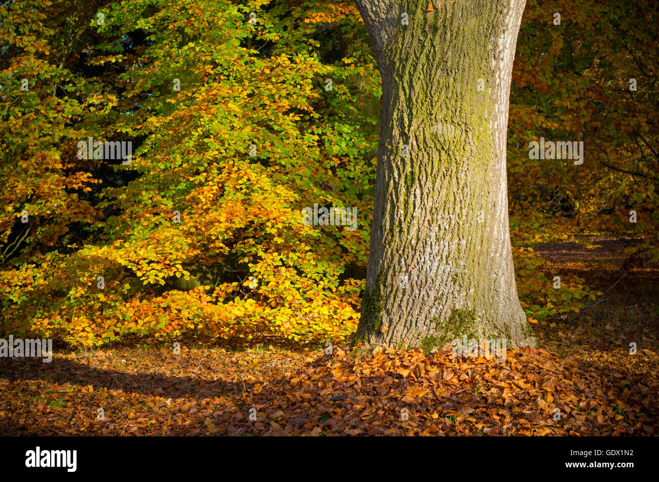 Oak tree ecosystem hi-res stock photography and images - Alamy