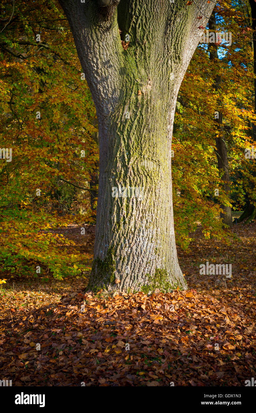Oak tree ecosystem hi-res stock photography and images - Alamy
