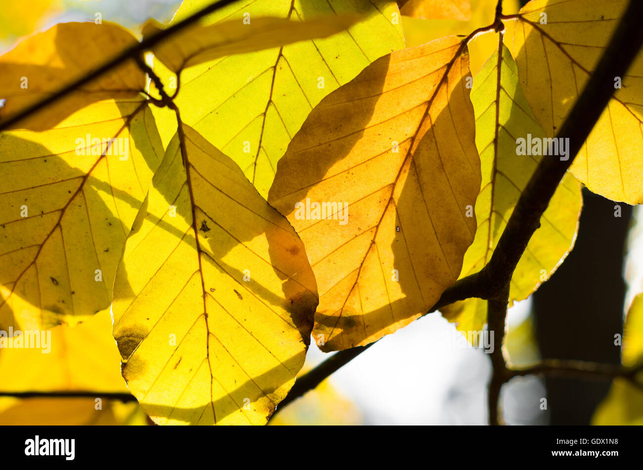Yellow beech tree leaves hi-res stock photography and images - Alamy