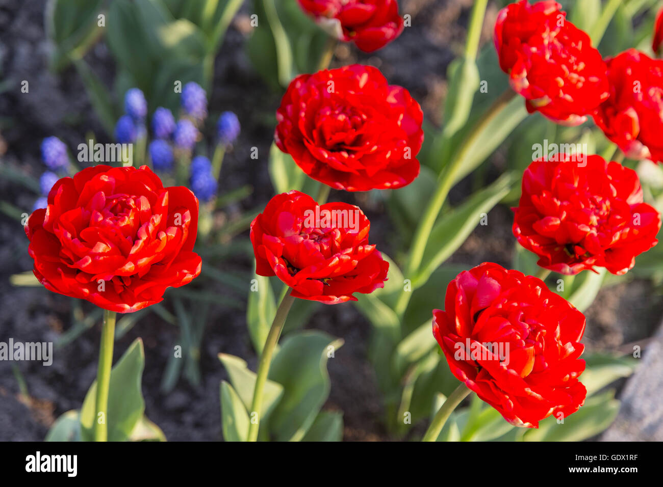 Red roses in britzer garten hi-res stock photography and images - Alamy