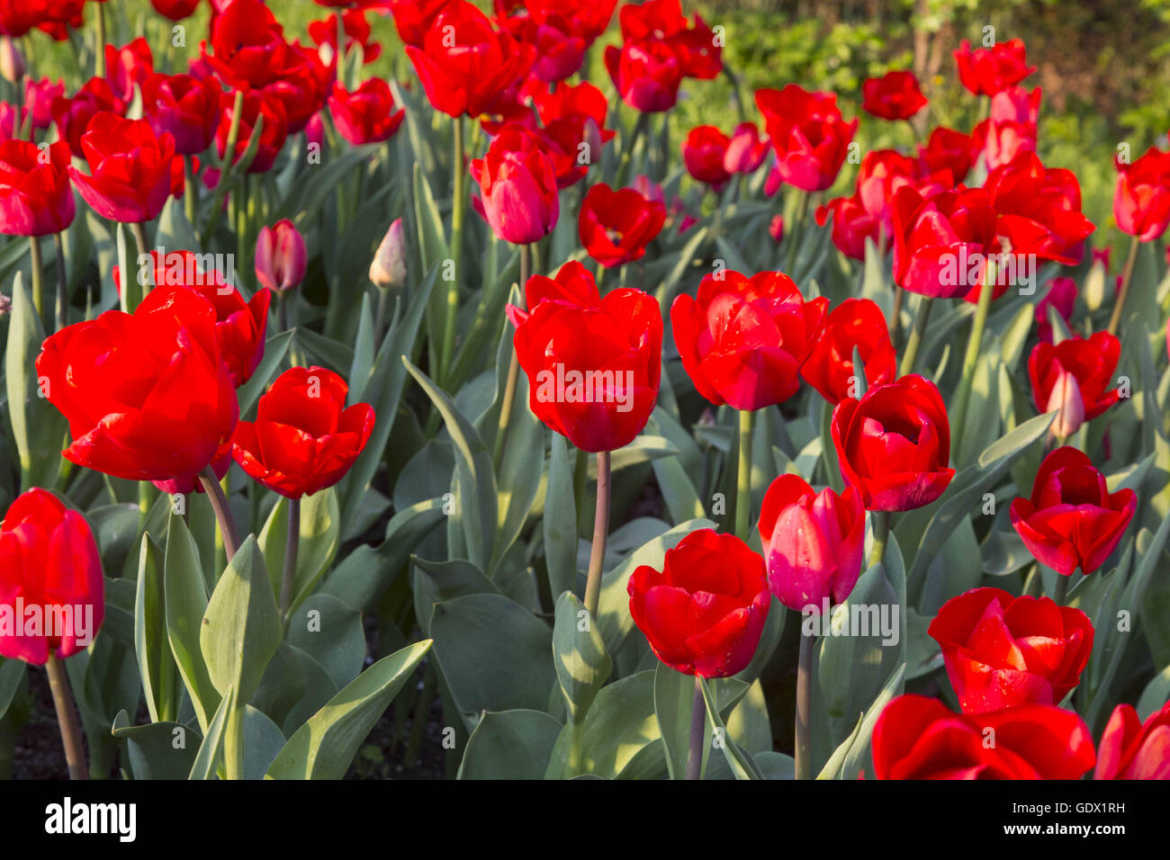 Red roses in britzer garten hi-res stock photography and images - Alamy