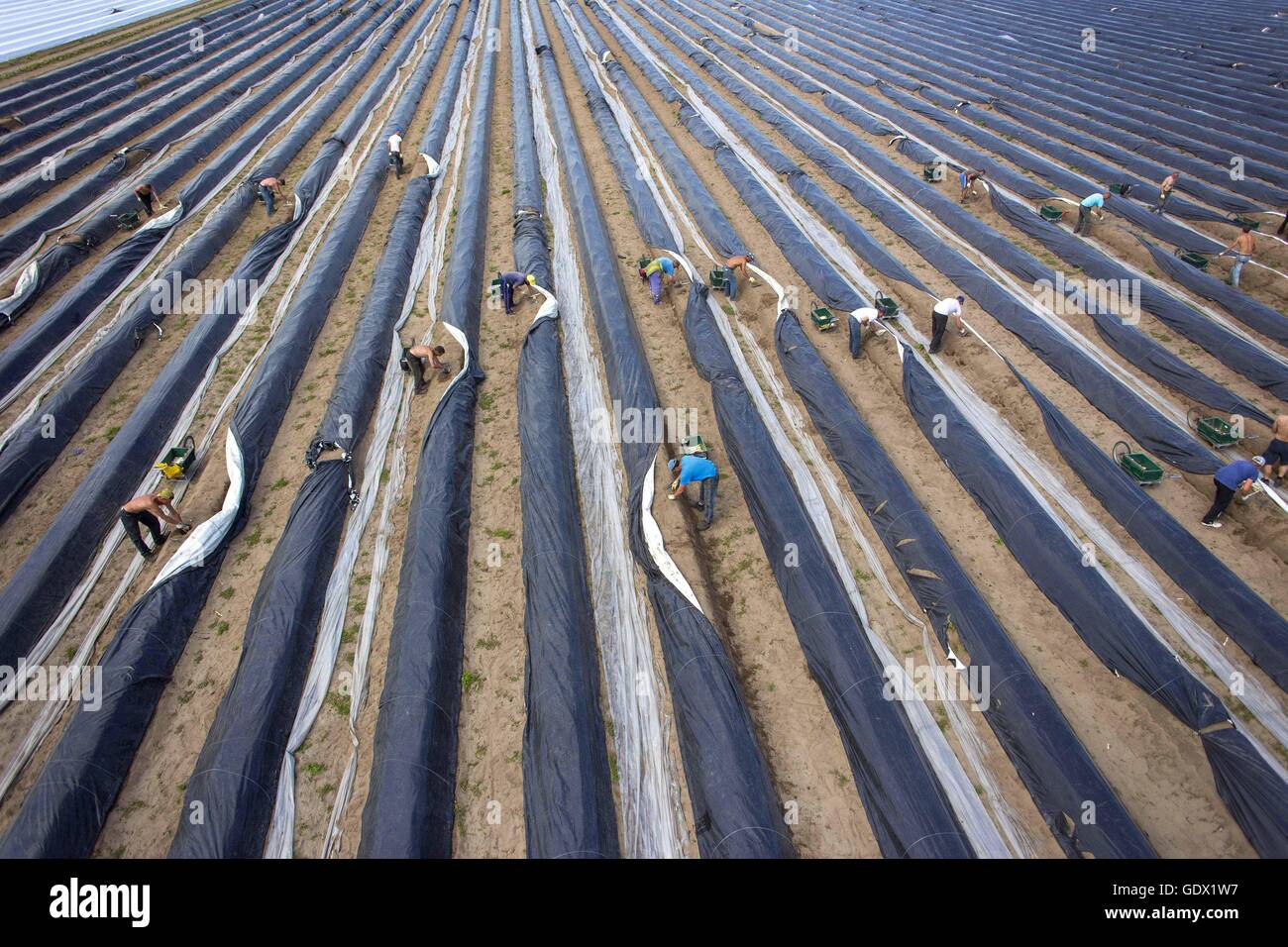 Aerial view of an asparagus field in Klaistow, Germany, 2014 Stock ...