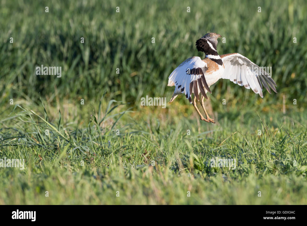 Little Bustard (Tetrax tetrax) male display, jumping on the lek. Lleida ...