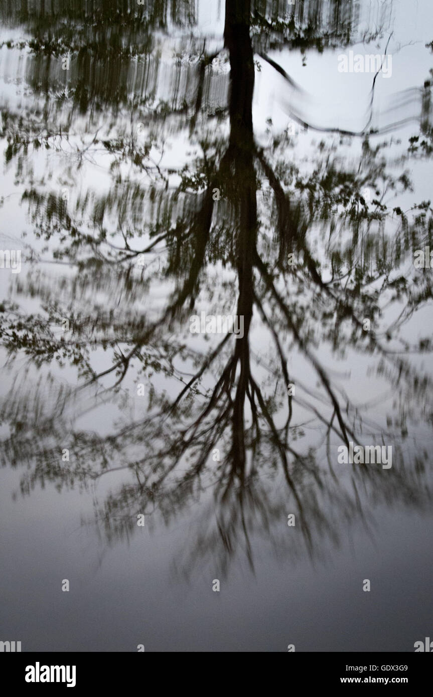 Refection on pond hi-res stock photography and images - Alamy