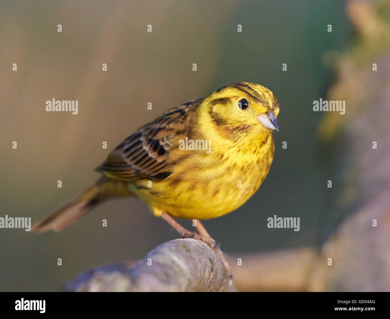 Yellowhammer fauna hi-res stock photography and images - Alamy