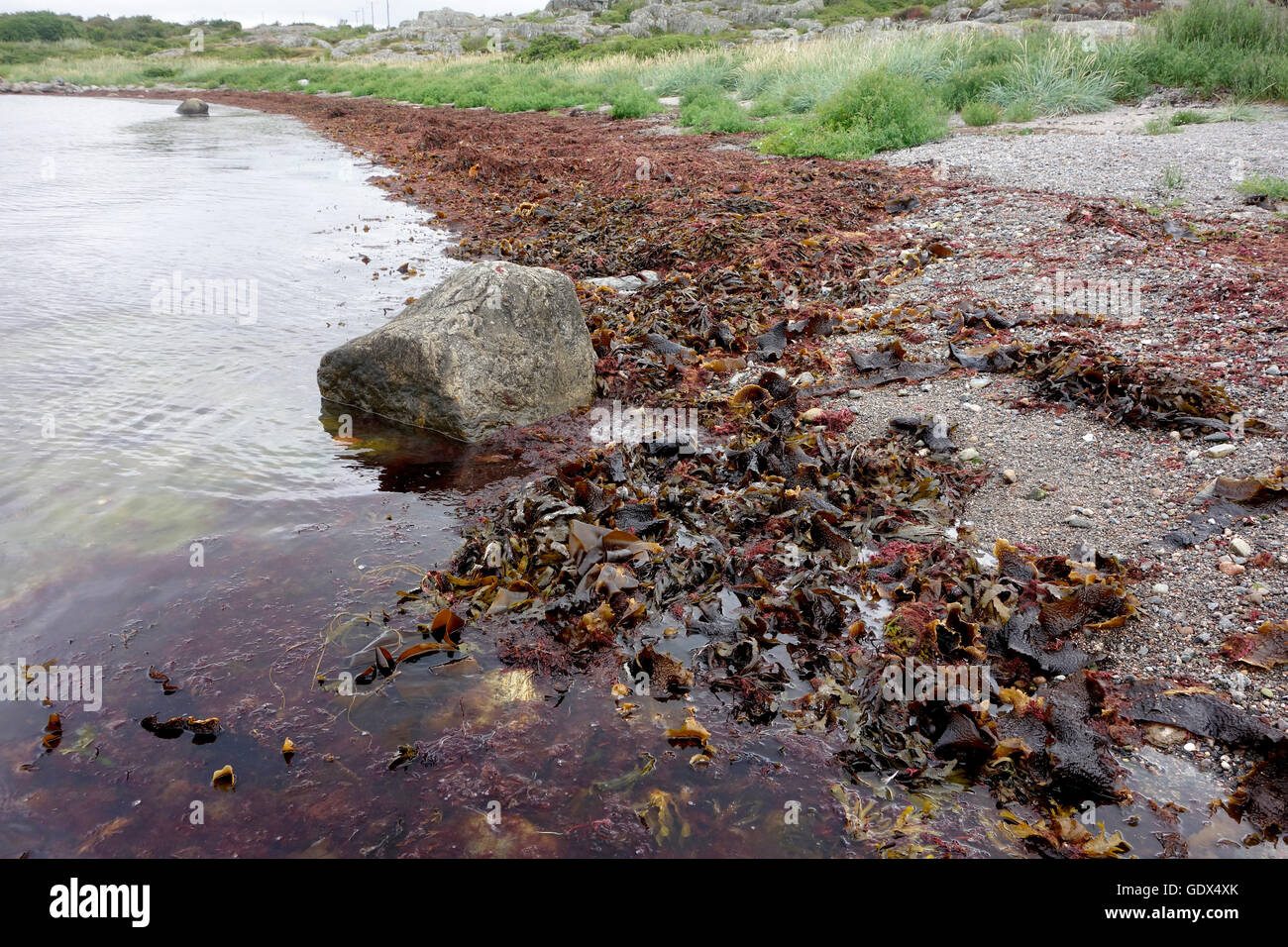 Rotting seaweed beach hi-res stock photography and images - Alamy