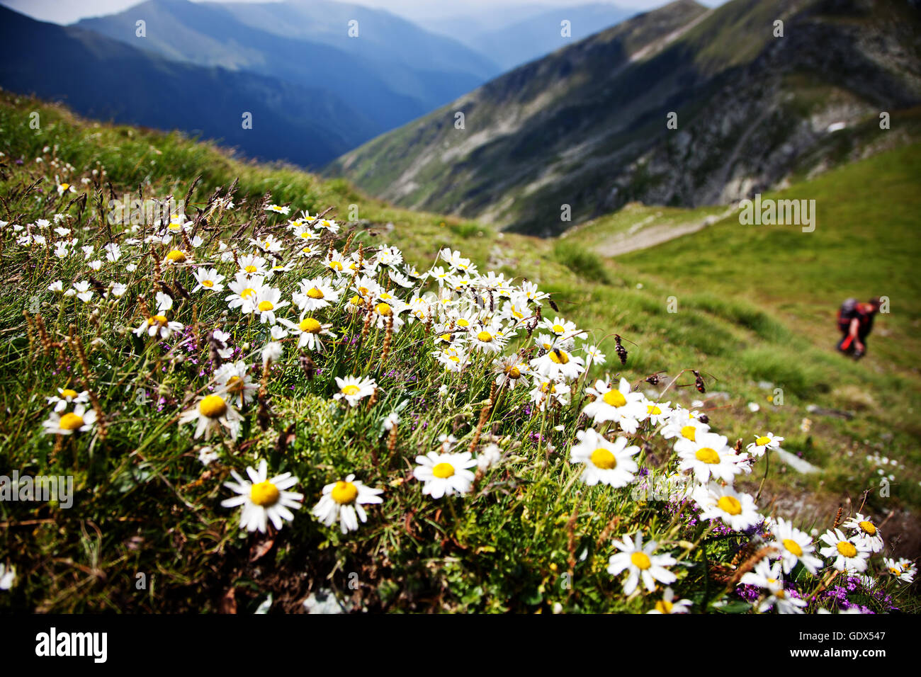 Valley in fagaras mountains hi-res stock photography and images - Alamy