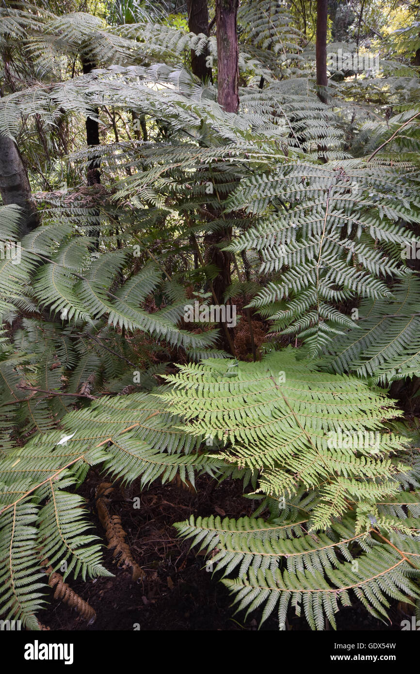 Giant fern branches Stock Photo - Alamy