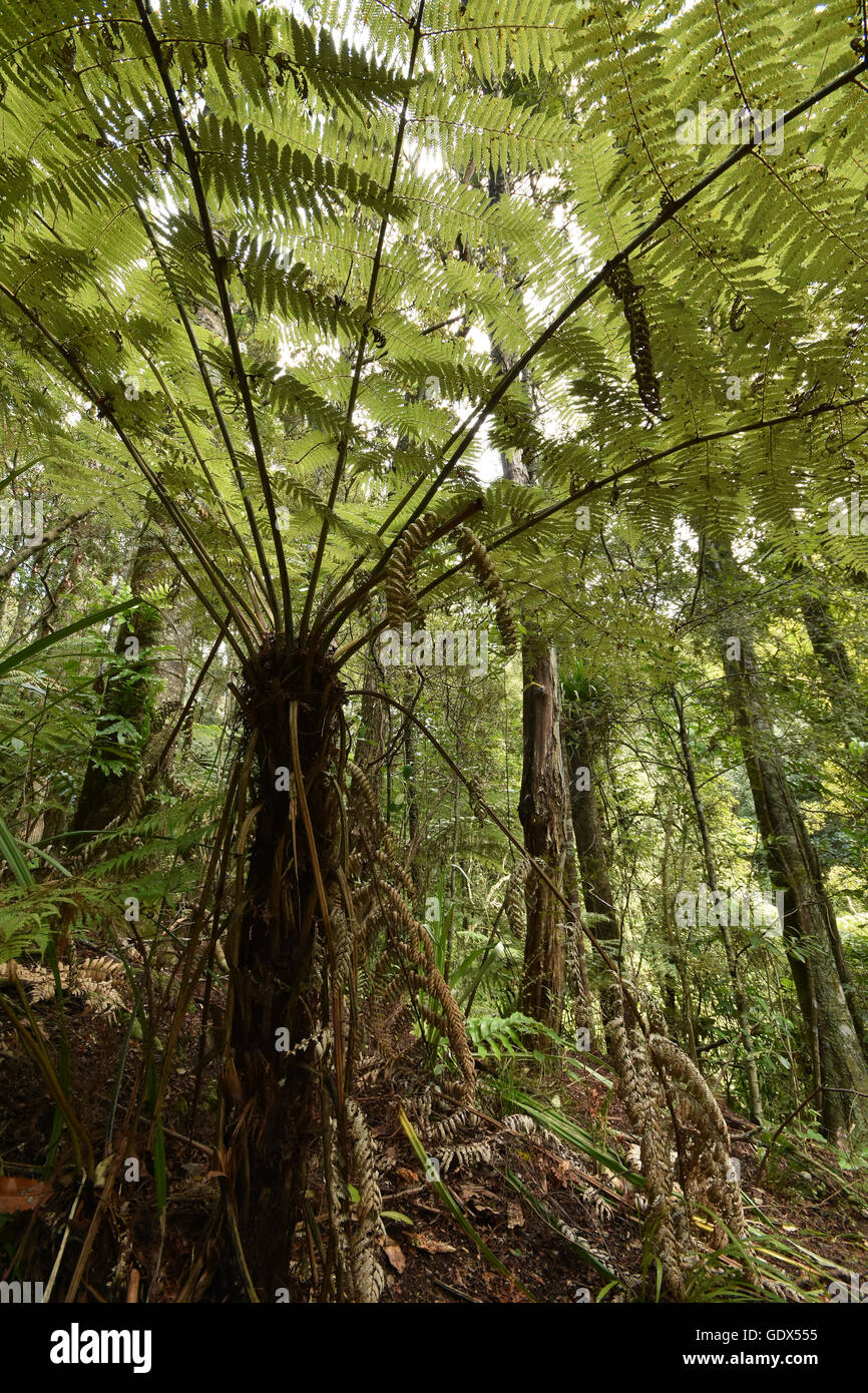 Dense jungle of giant fern Stock Photo - Alamy