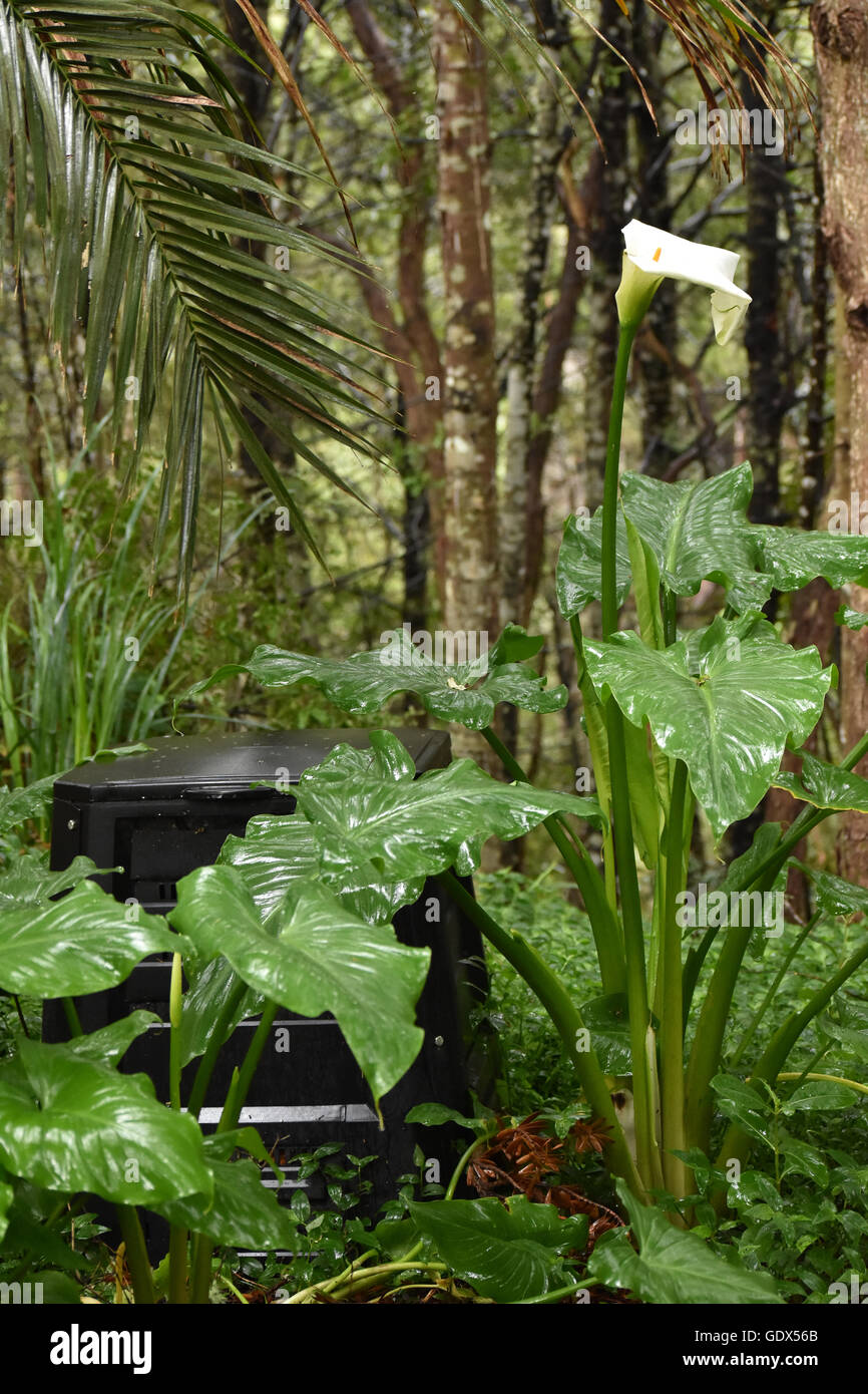 Large calla lily plant in forest Stock Photo - Alamy