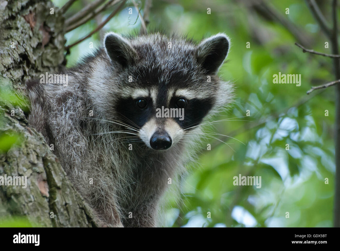 Raccoon in a tree Stock Photo - Alamy