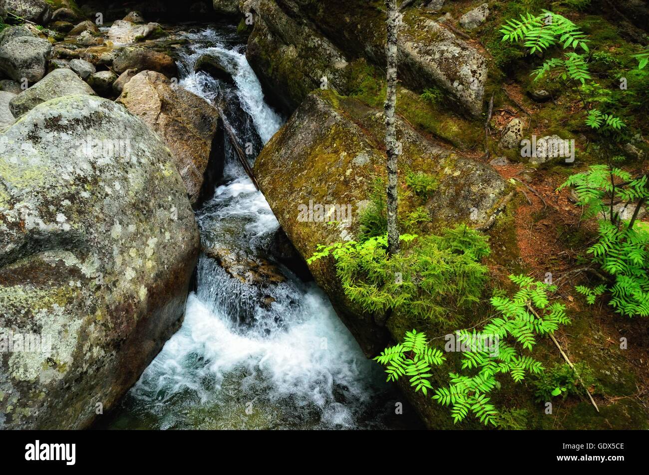 water in rocks with green foliage Stock Photo - Alamy
