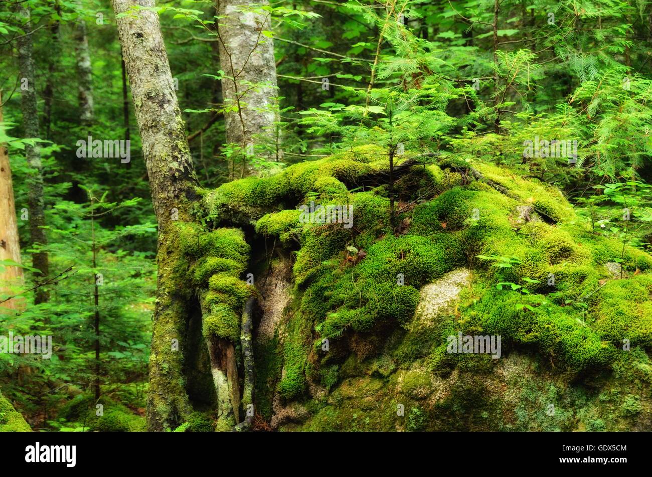 Moss on rocks in forest Stock Photo - Alamy