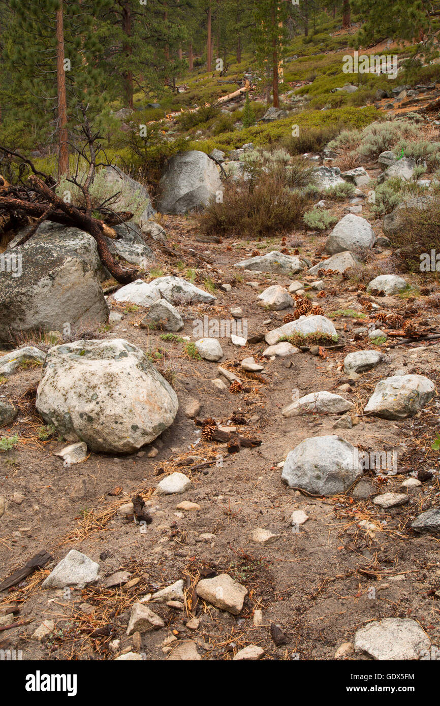 California Trail route at Snowshoe Thompson Trail, Toiyabe National ...