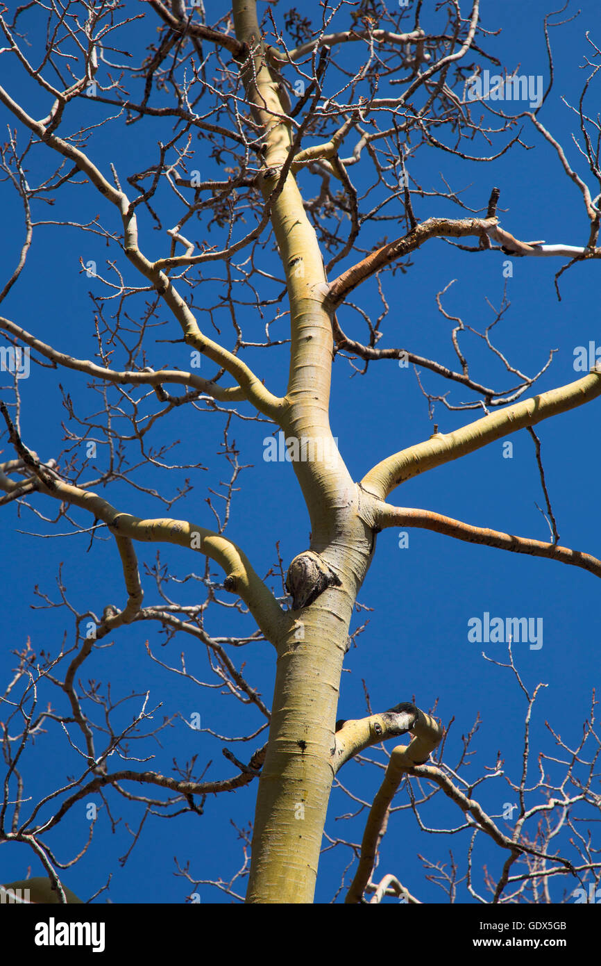 Carson pass national scenic byway hi-res stock photography and images ...