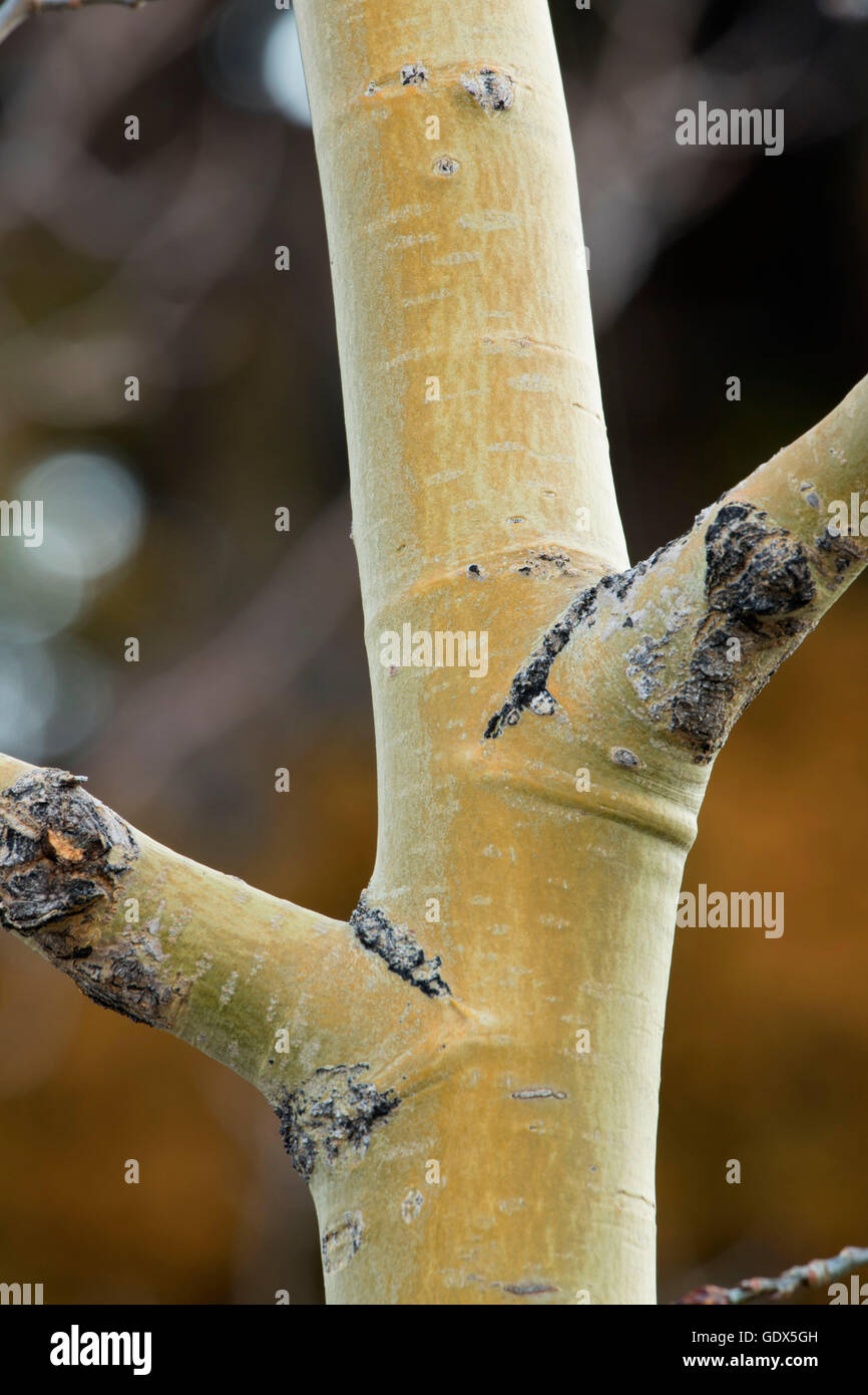 Carson pass national scenic byway hi-res stock photography and images ...