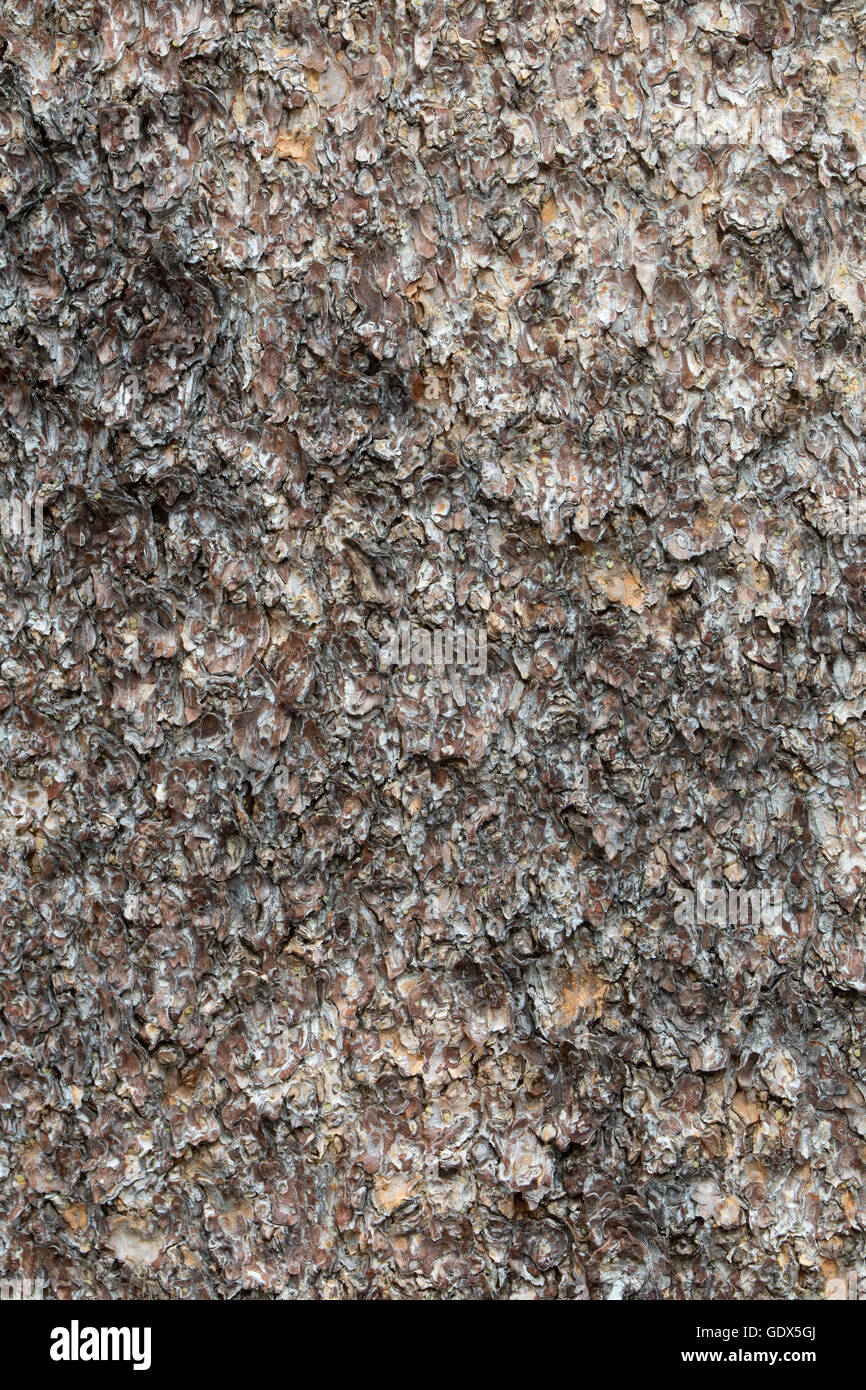 Lodgepole pine bark pinus contorta hi-res stock photography and images ...