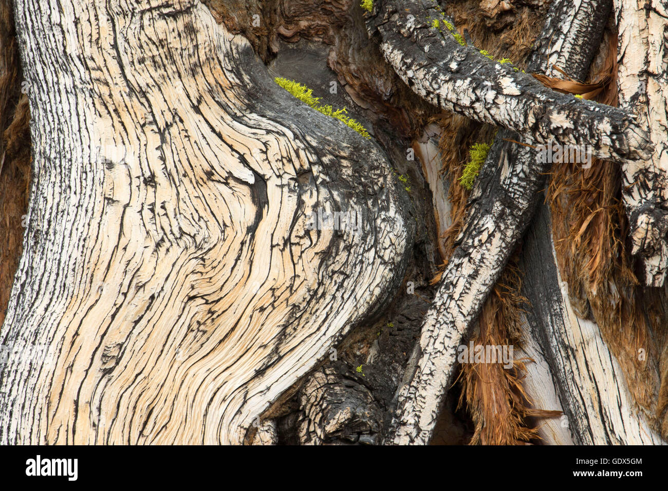 Juniper wood along Pacific Crest Trail, Carson Pass National Scenic ...