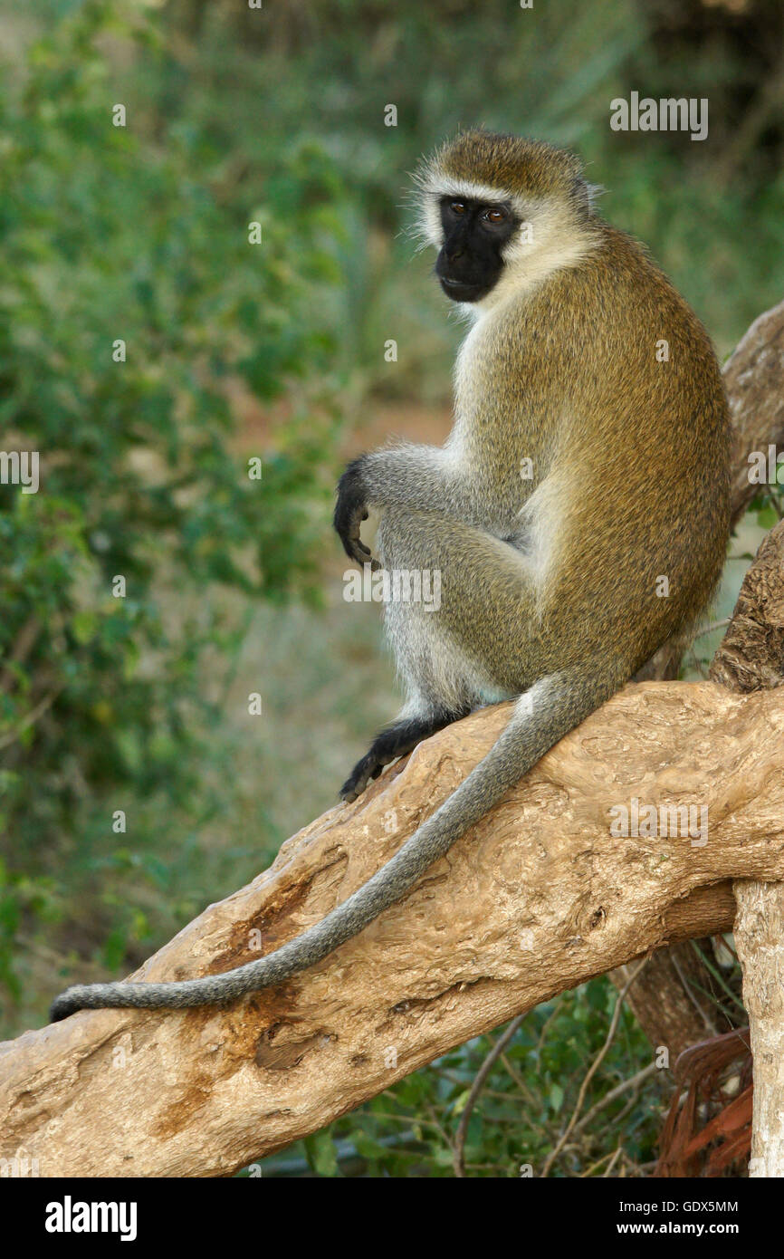 Black faced monkey hi-res stock photography and images - Alamy