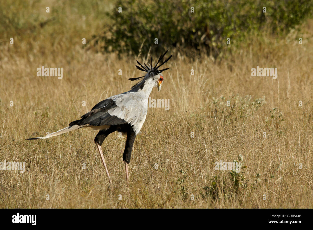 Secretary bird hunting in grass, Samburu Game Reserve, Kenya Stock ...