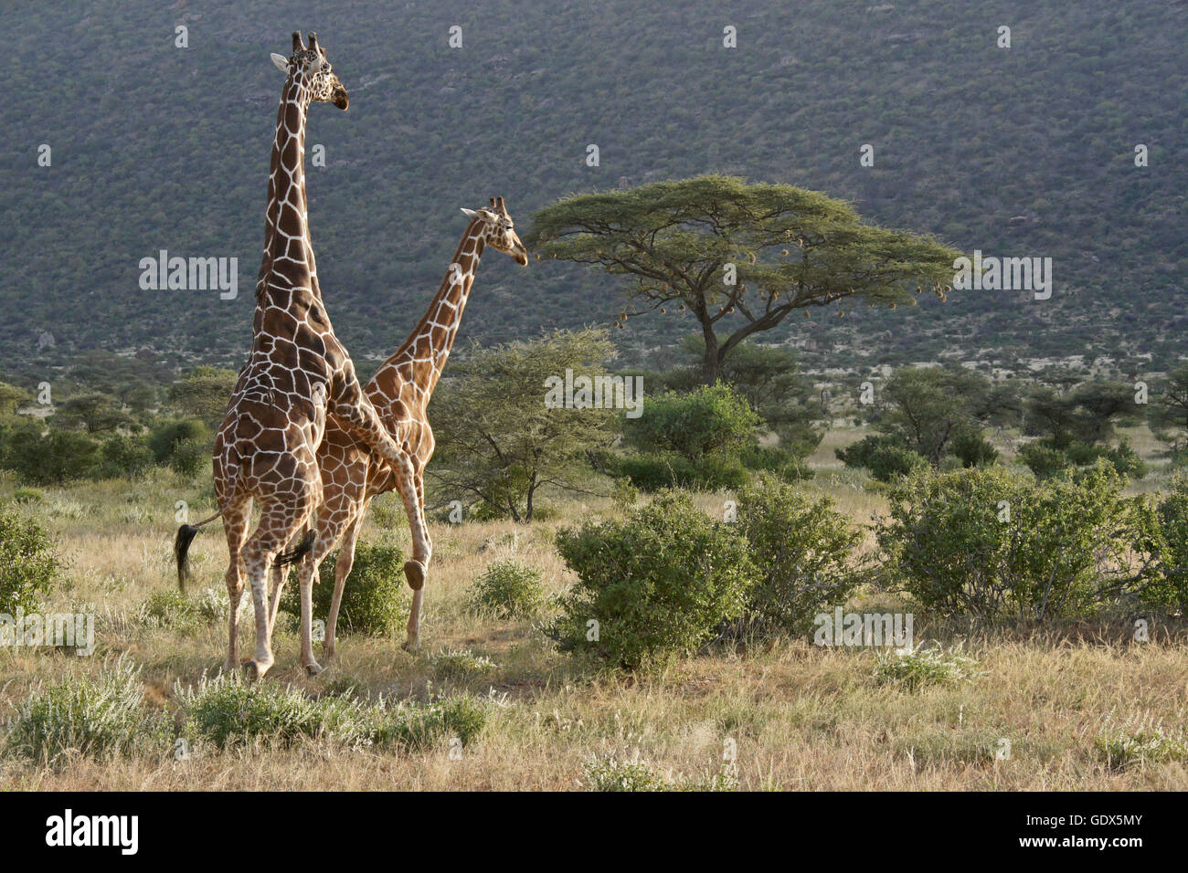 Reticulated giraffes mating, Samburu Game Reserve, Kenya Stock Photo - Alamy
