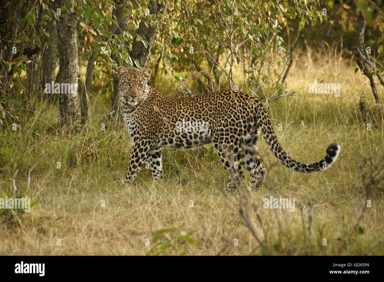 Most beautiful leopard hi-res stock photography and images - Alamy