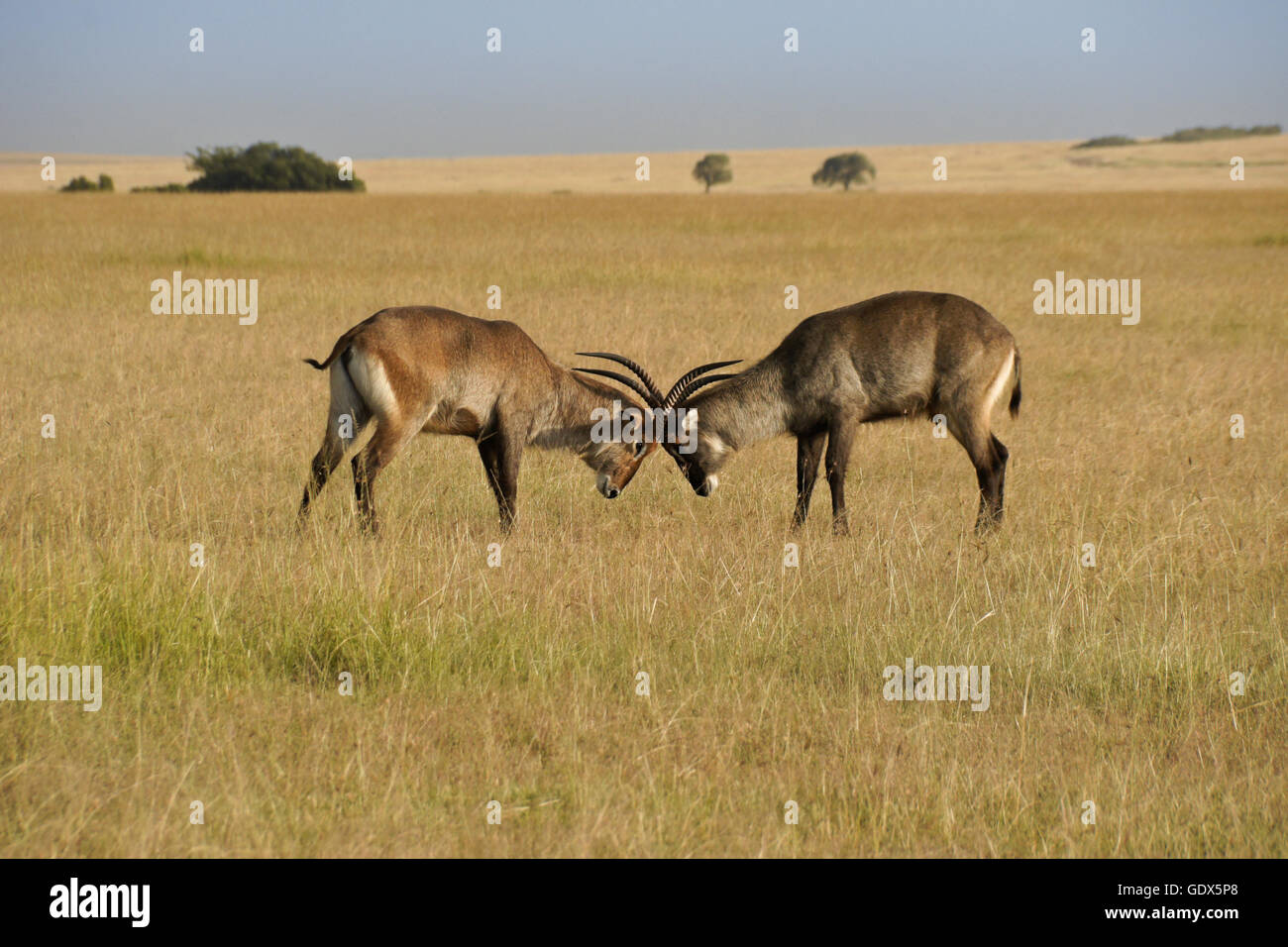 Waterbuck male fighting hi-res stock photography and images - Alamy