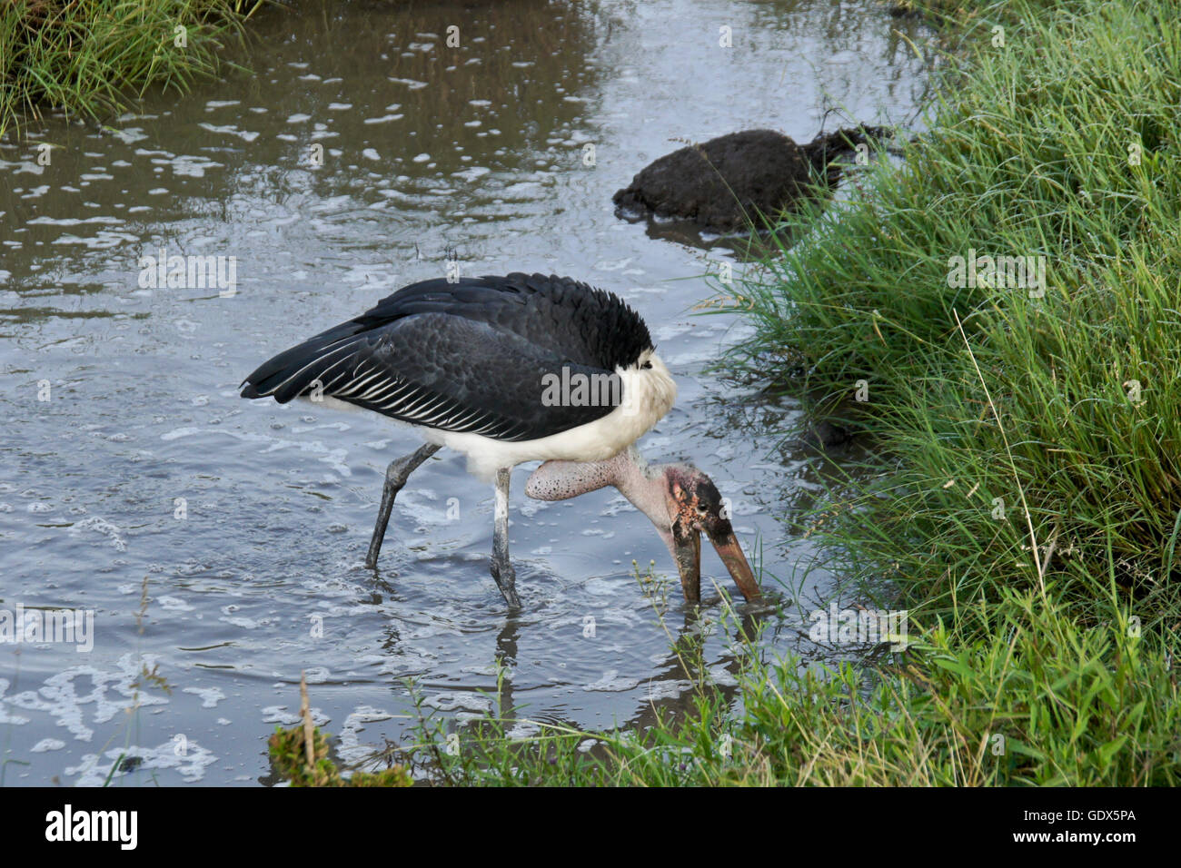 Marabou stork feeding in pond, Masai Mara, Kenya Stock Photo - Alamy