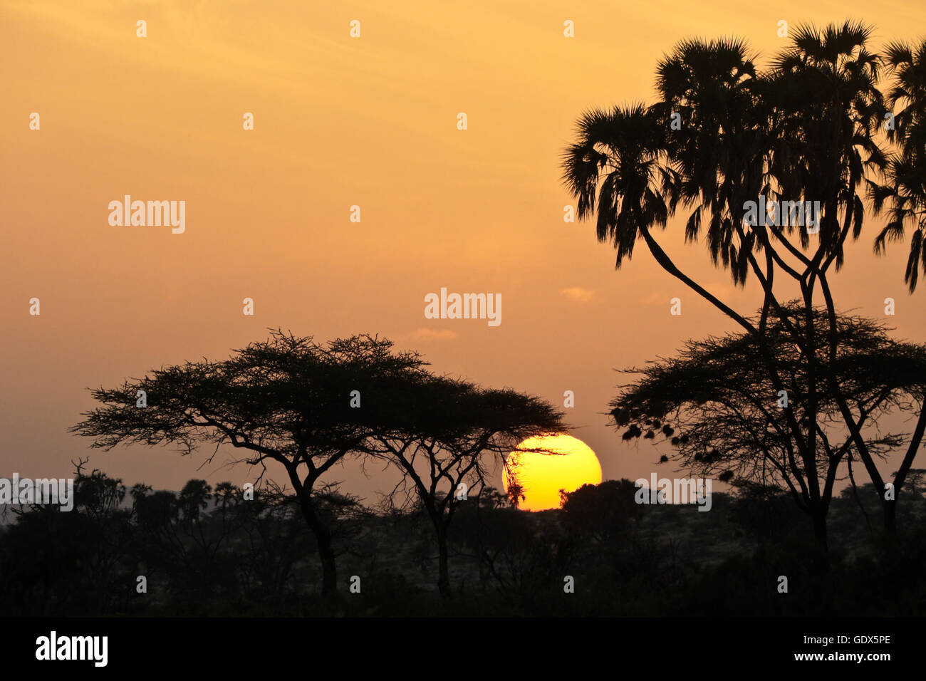 East african doum palm tree hi-res stock photography and images - Alamy