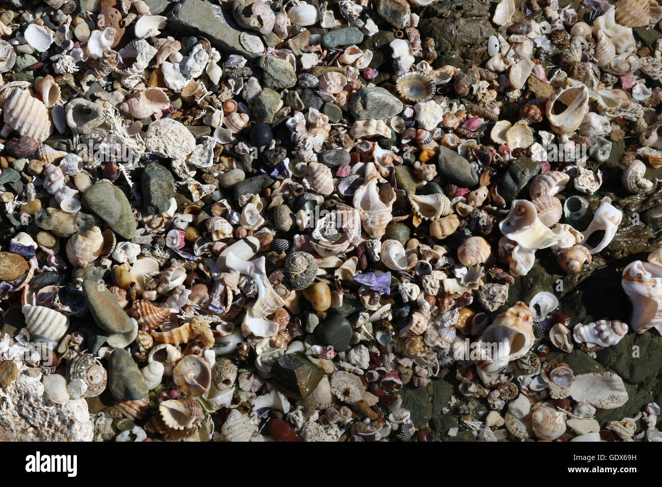 Mixture of shells and pebbles on a beach in norther NSW Stock Photo - Alamy