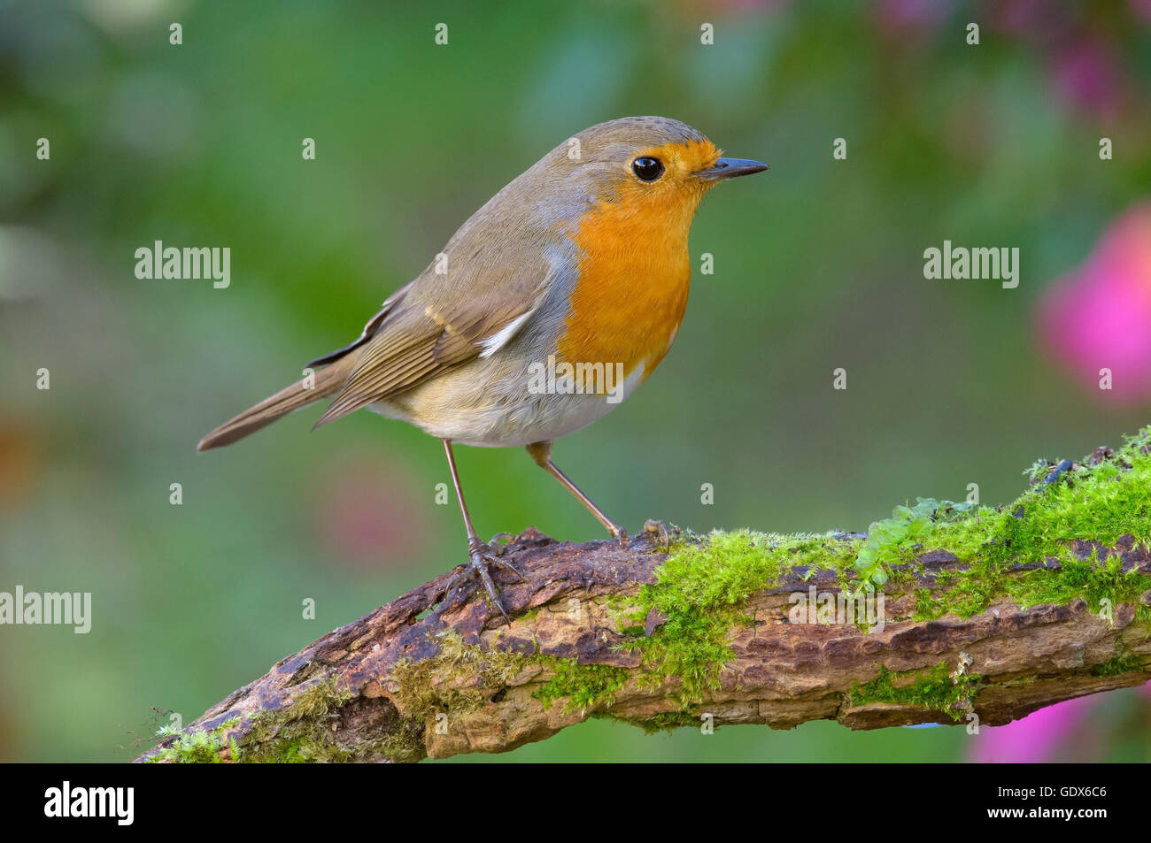 Robin in flowers hi-res stock photography and images - Alamy