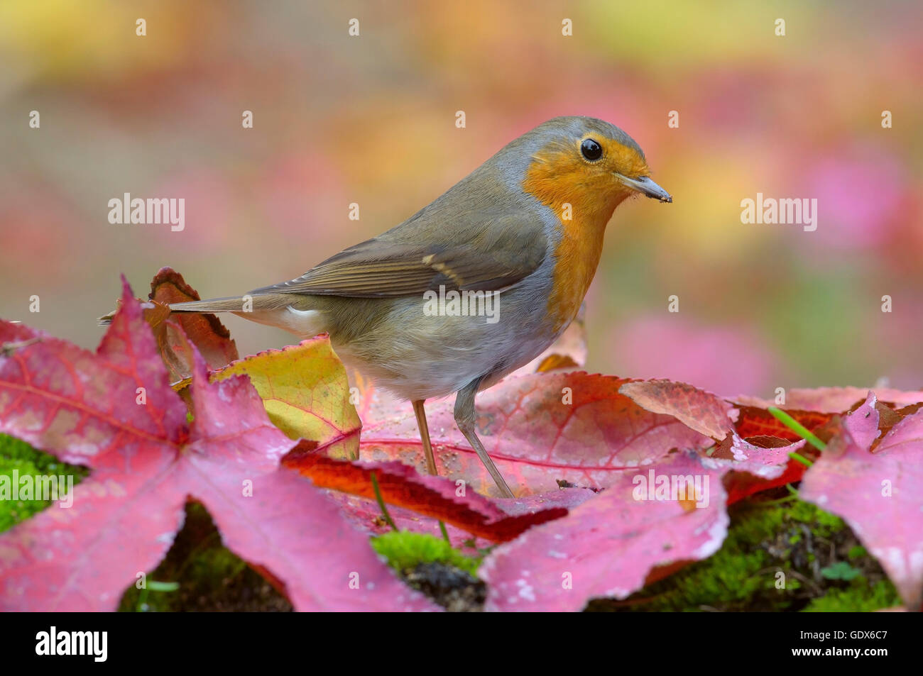 Robin among leaves hi-res stock photography and images - Alamy