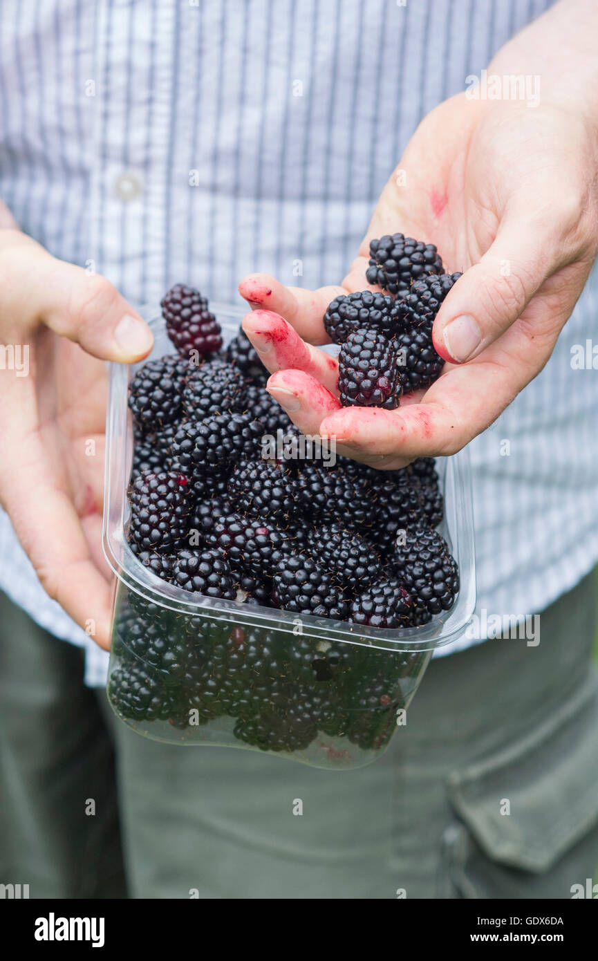 Man holding blackberries and a punnet at an English pick your own farm ...