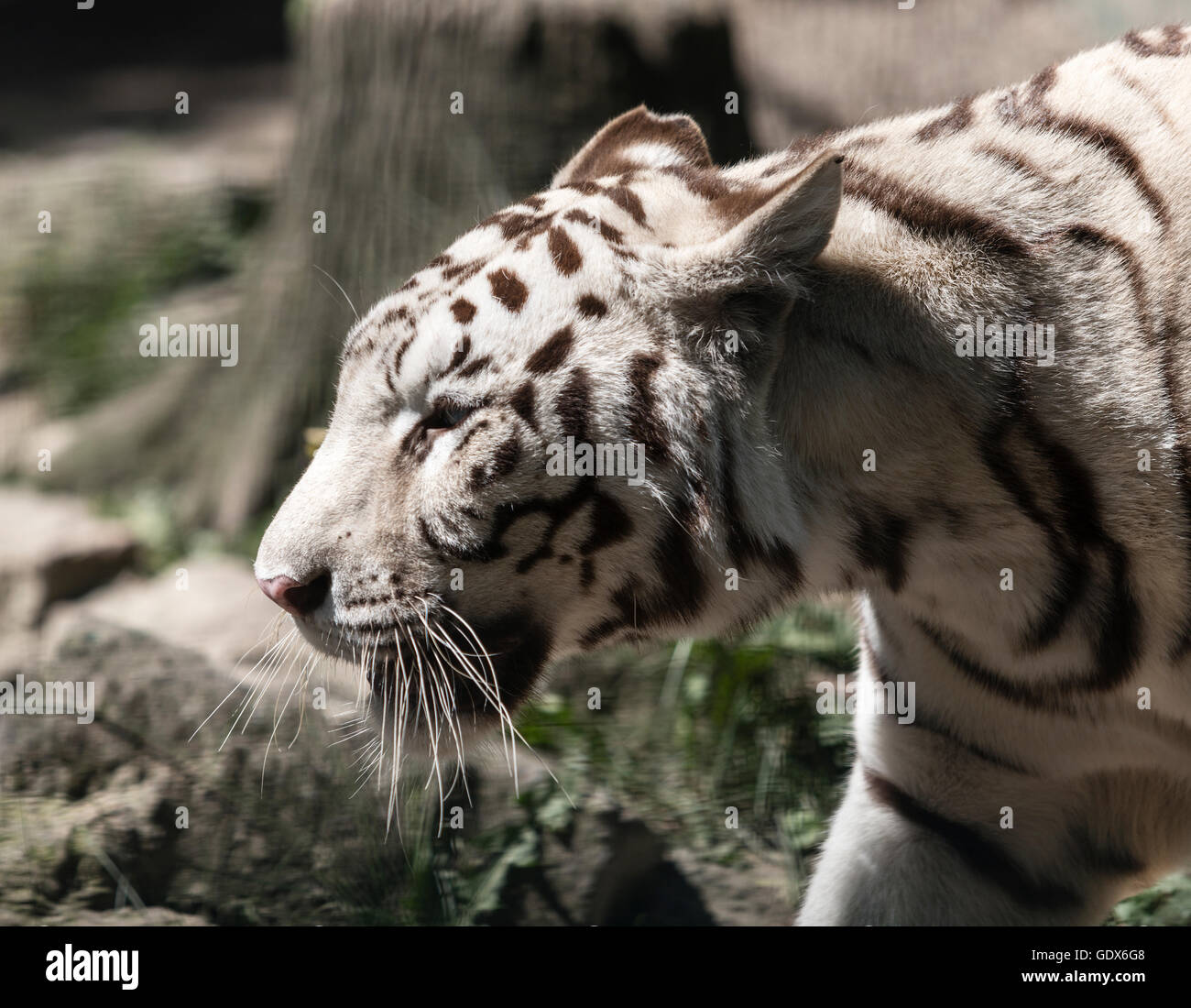 portrait white Bengal tiger closeup in nature Stock Photo - Alamy
