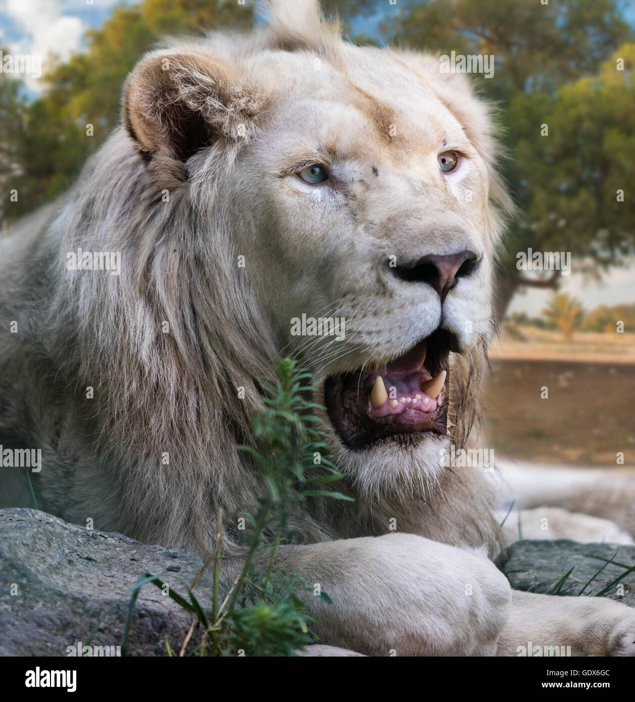 portrait great white lion close-up in nature Stock Photo - Alamy
