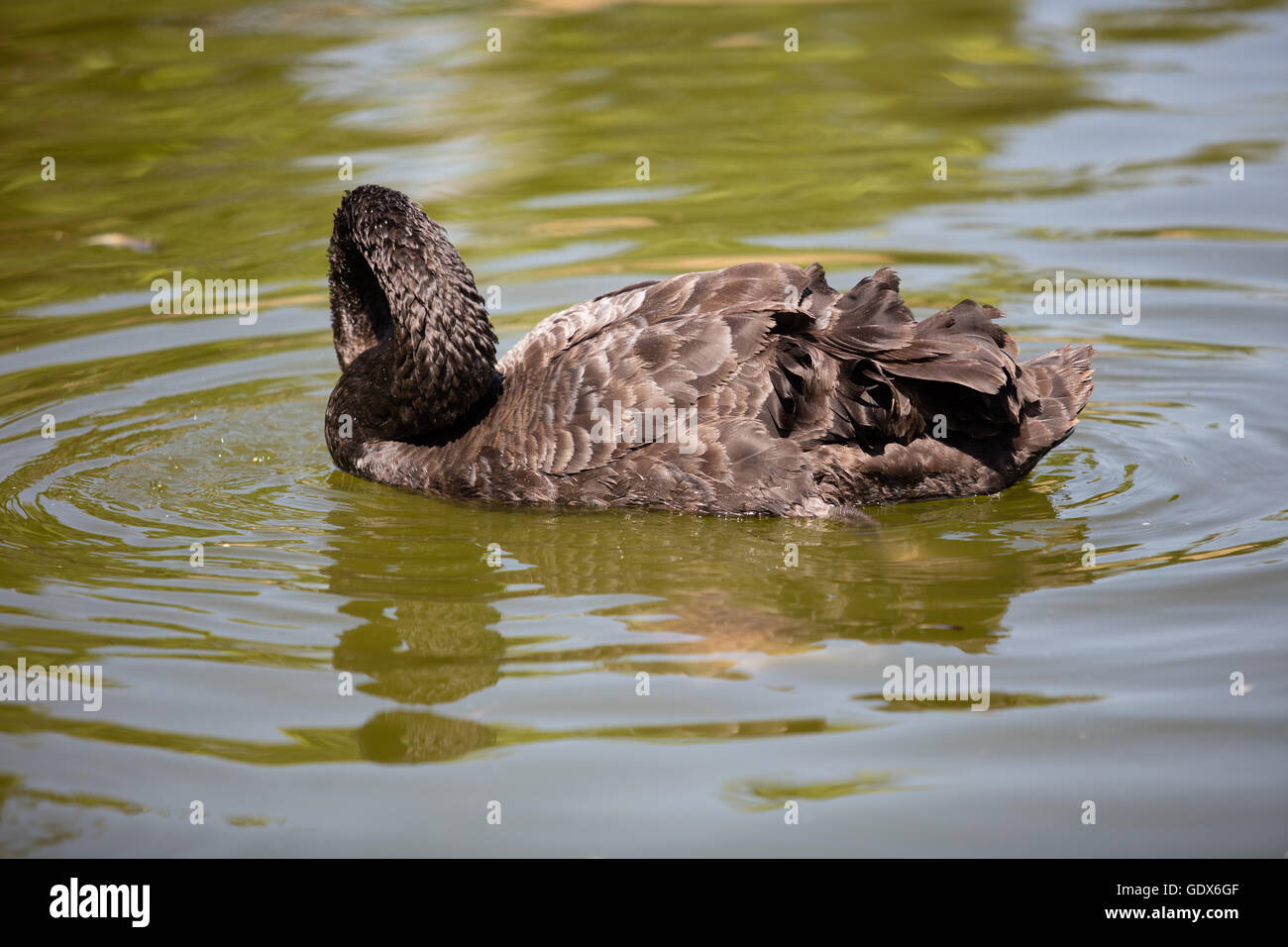 bird black swan floats in a pond closeup Stock Photo - Alamy