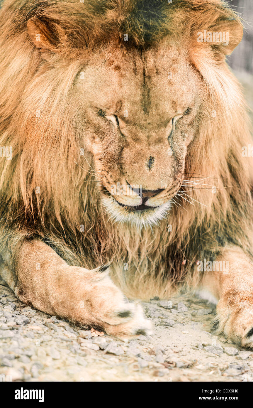 lion male predator nature africa animal king big wildlife mane leo ...