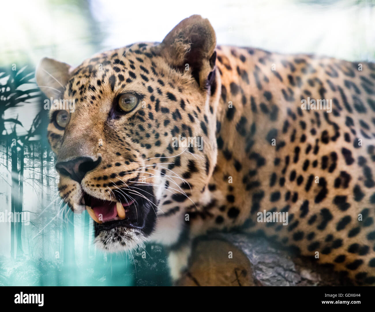 Leopard lying on log hi-res stock photography and images - Alamy